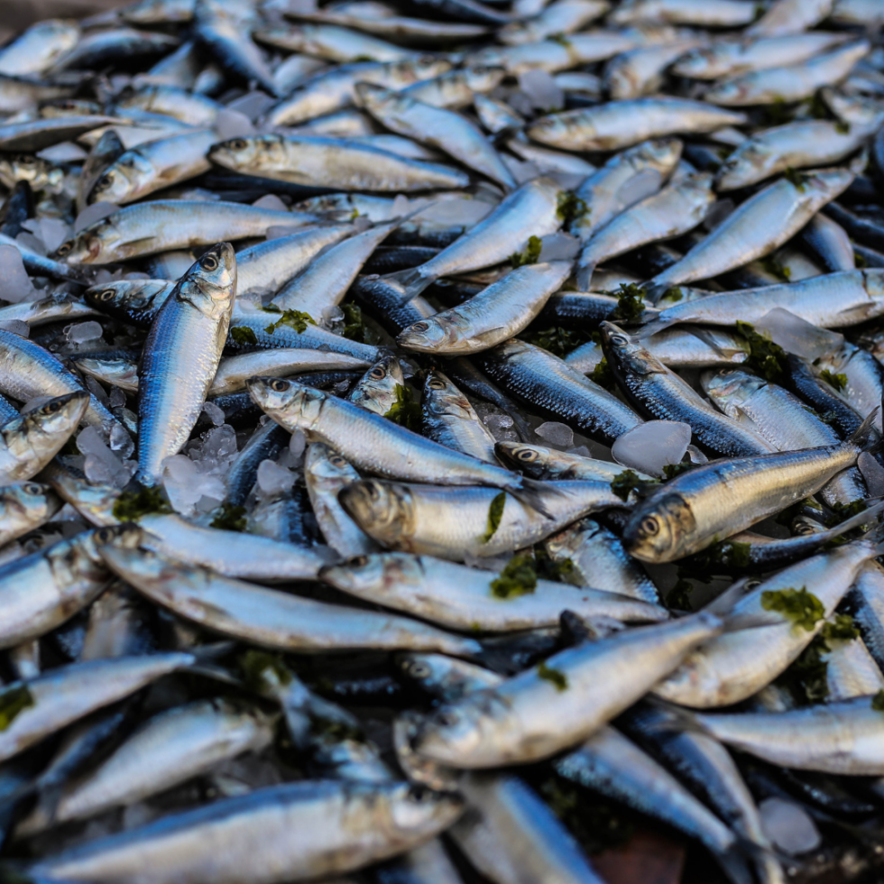Fish Farming - EMMA International